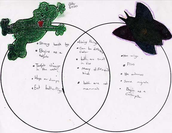 Moth And Butterfly Venn Diagram What Is The Difference Betwe